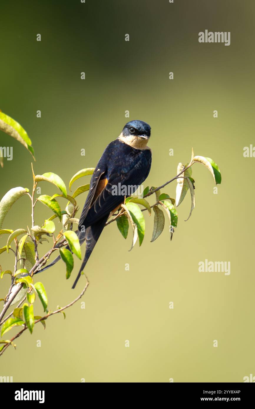 Red-rumped swallow on leafy bush watches camera Stock Photo - Alamy