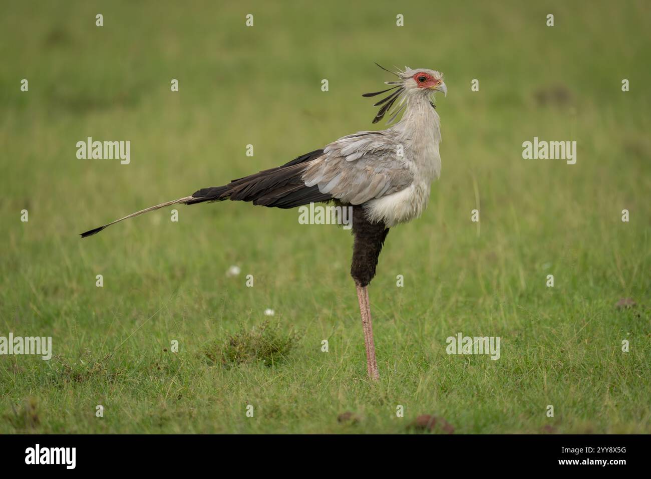 Secretary bird in maasai hi-res stock photography and images - Alamy