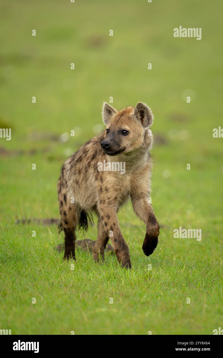 Spotted hyena crosses short grass lifting paw Stock Photo - Alamy