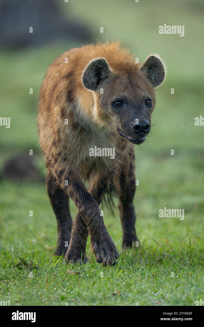 Spotted hyena walks towards camera over grass Stock Photo - Alamy