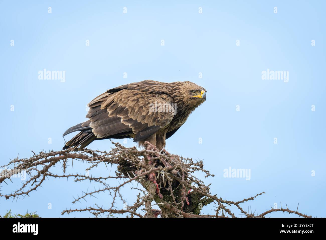 Steppe eagle crouching down on whistling thorn Stock Photo - Alamy