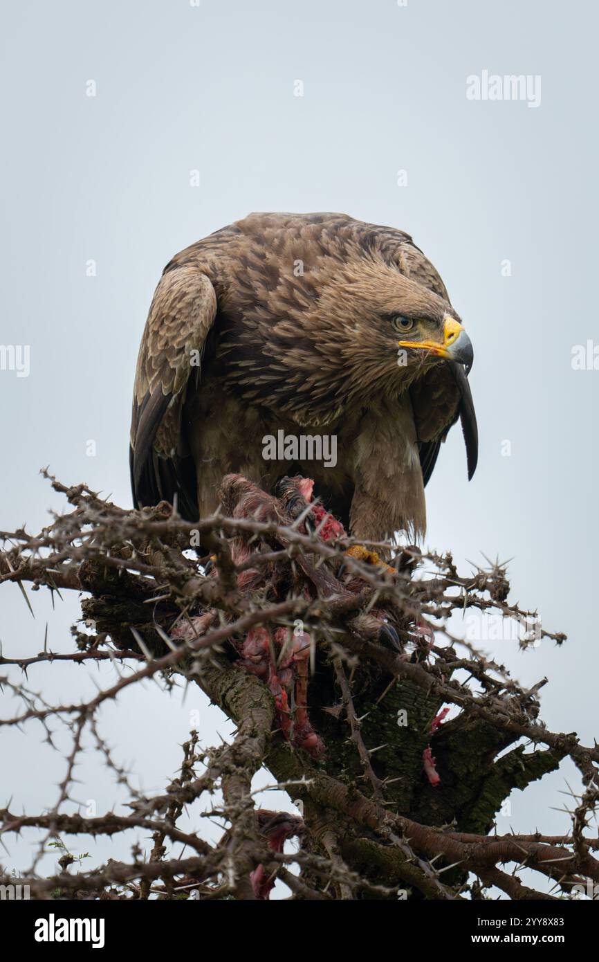 Steppe eagle on whistling thorn guarding kill Stock Photo - Alamy