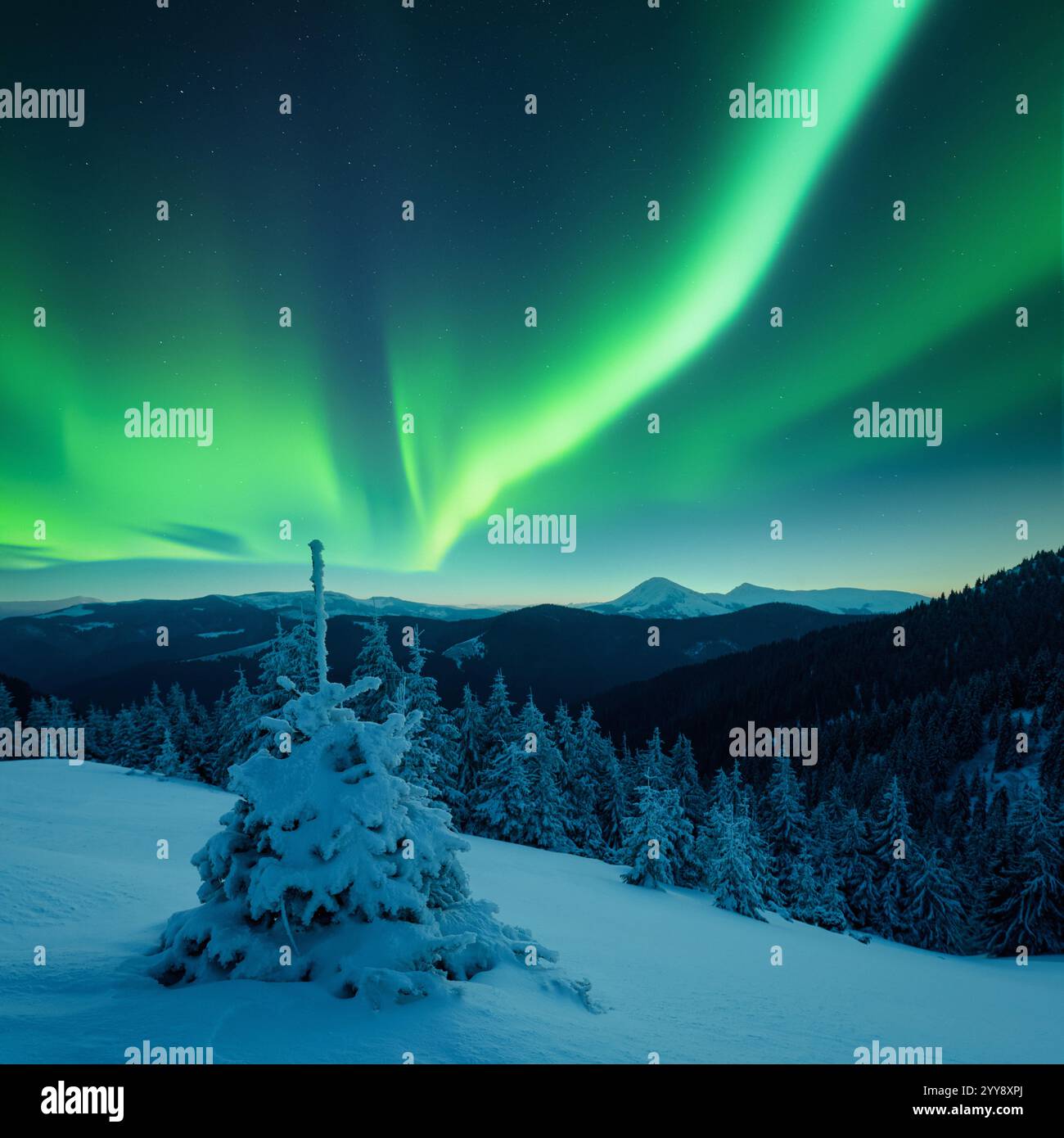 Incredible Christmas nightscape with snowy fir-trees and Polar lights ...