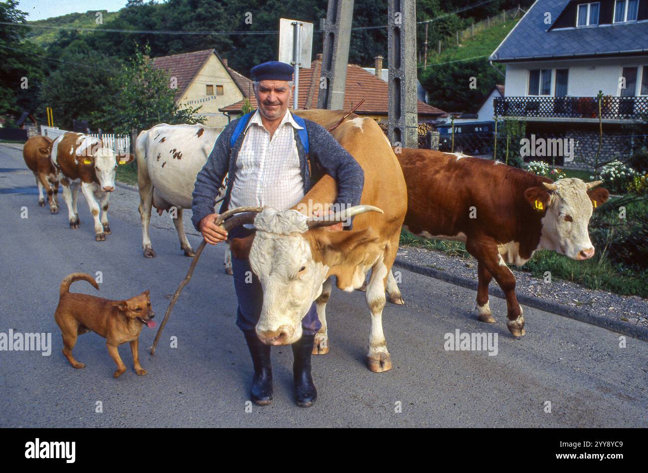Hungary, farmer brings his cows from the field, through the village of ...