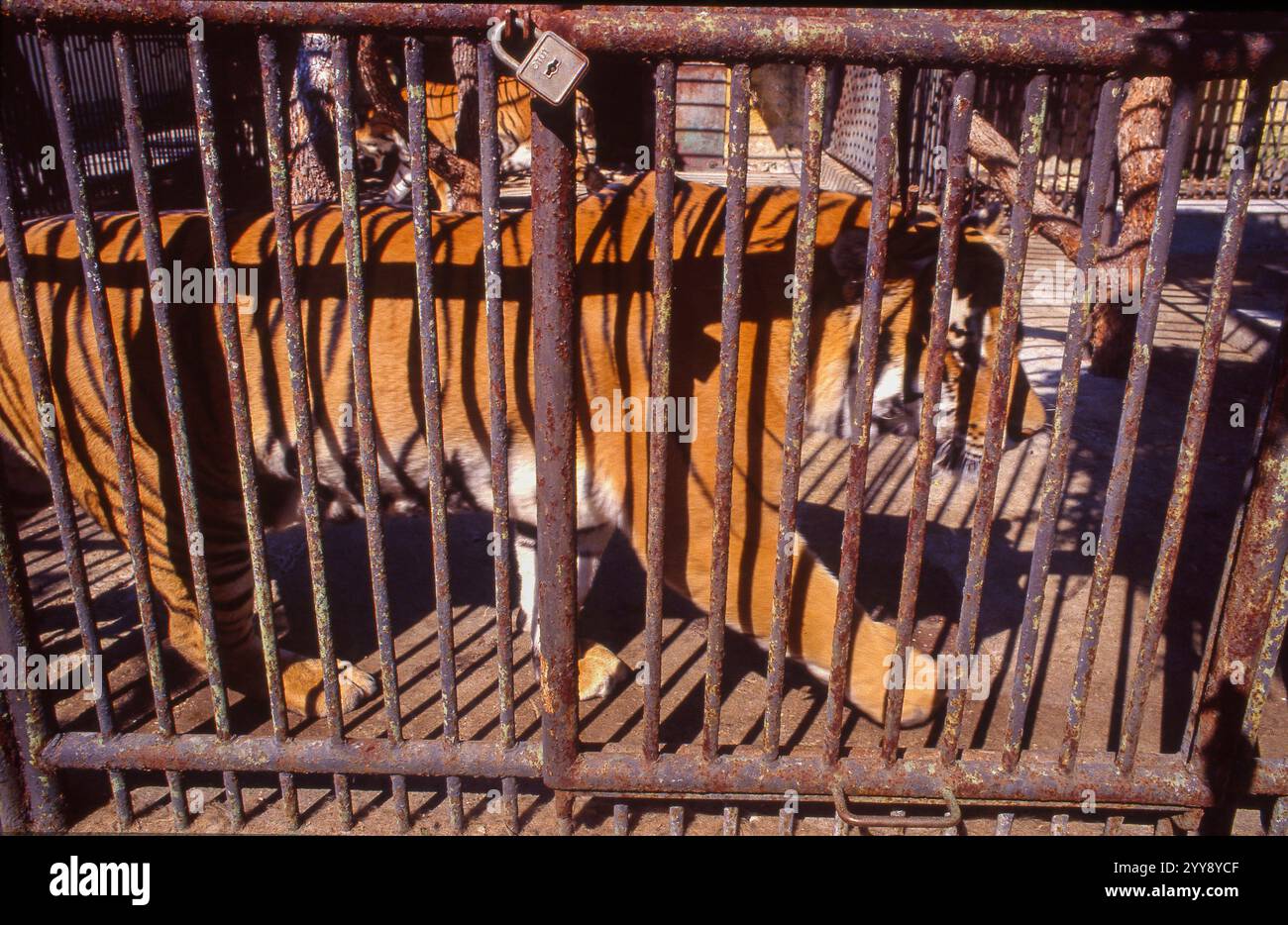 Tiger behind bars in zoo hi-res stock photography and images - Alamy