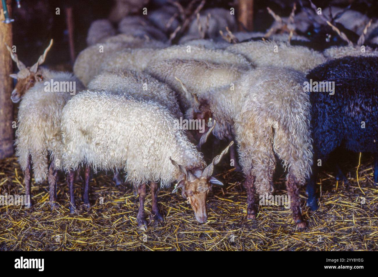 Hungary, Racka sheep or Hortobágy Racka sheep in the stable of a farm ...