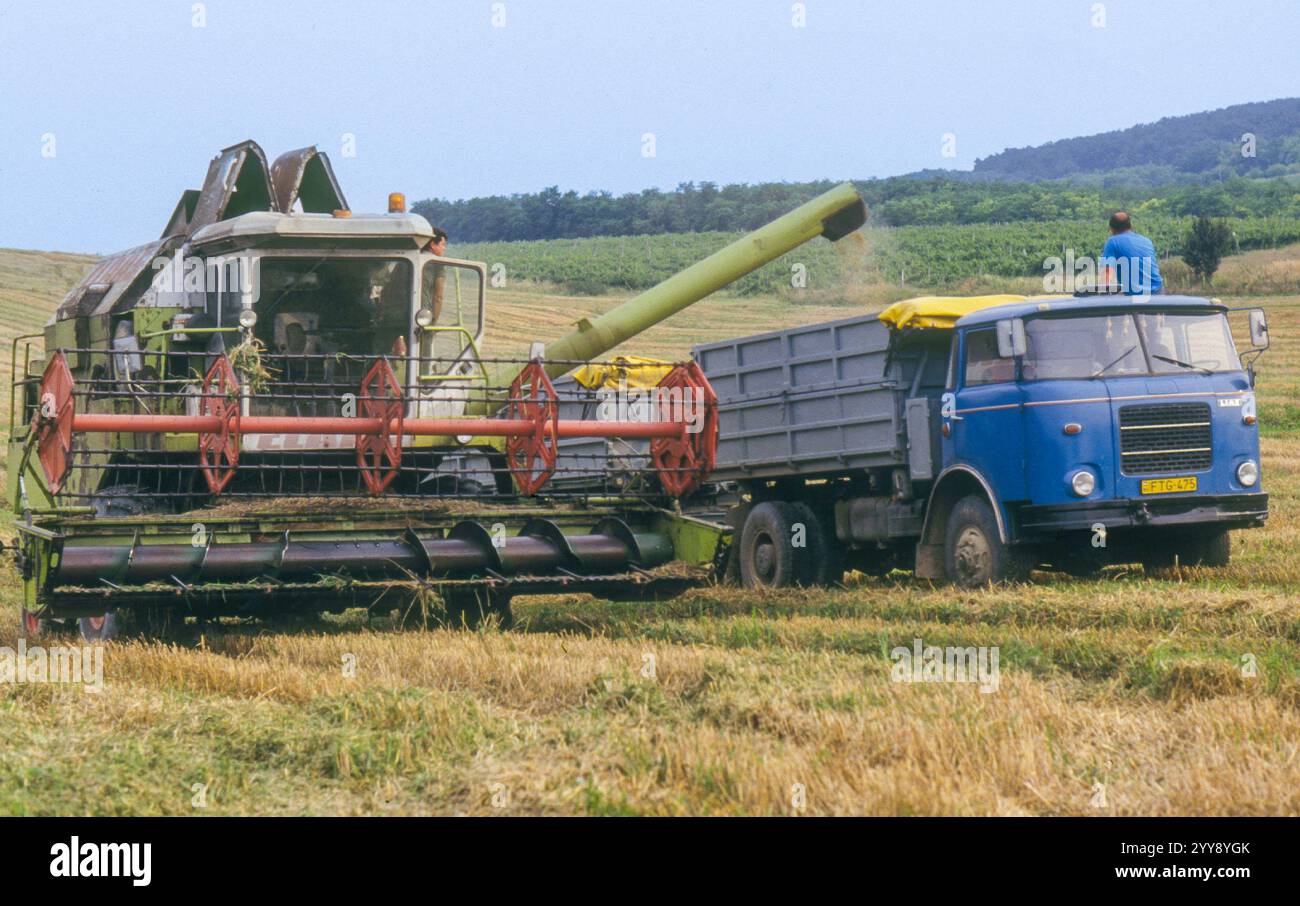 Hungary, mechanical harvesting of grain, with a combine harvester Stock ...