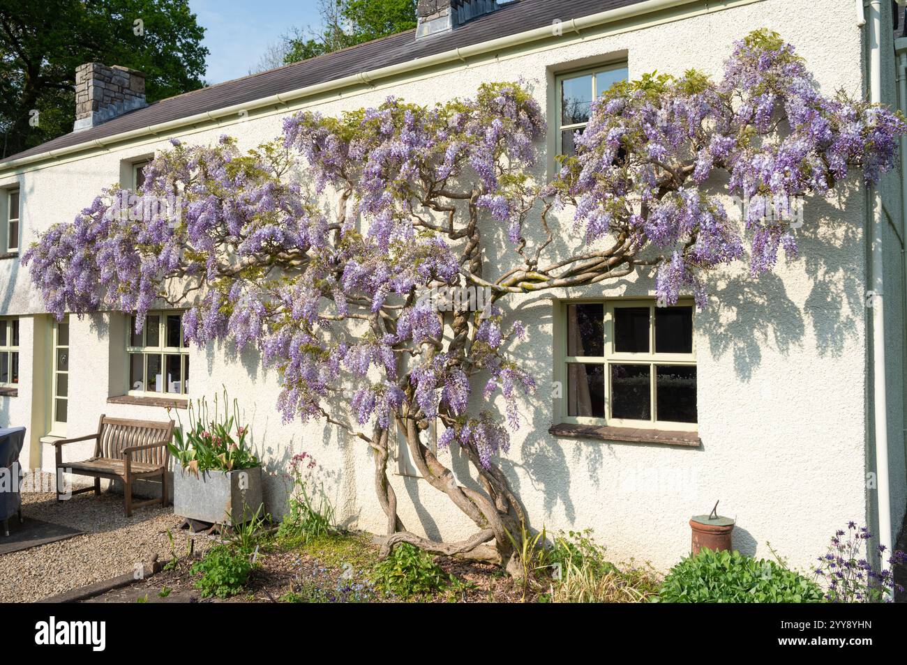 Wisteria cottage hi-res stock photography and images - Alamy