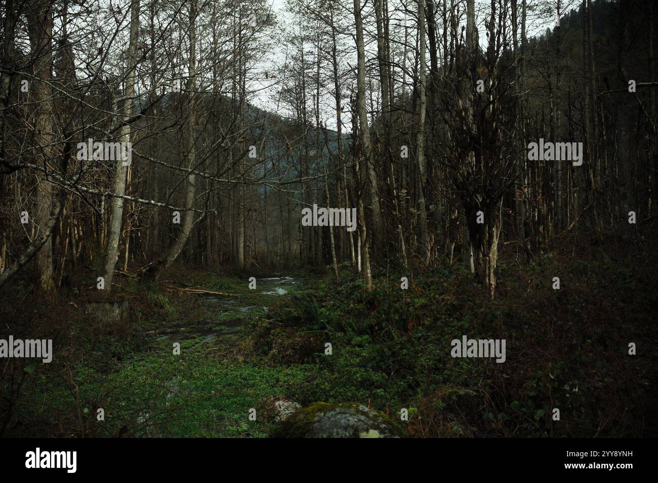 Exploration of the mountain valley path in a mystical dark forest ...