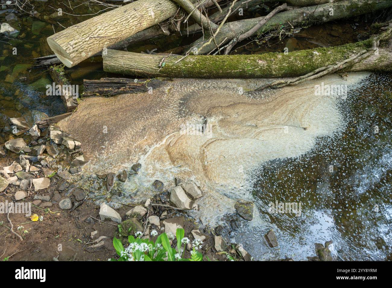 Foam resulting from nutrient pollution in Ilston stream, Gower, Wales ...