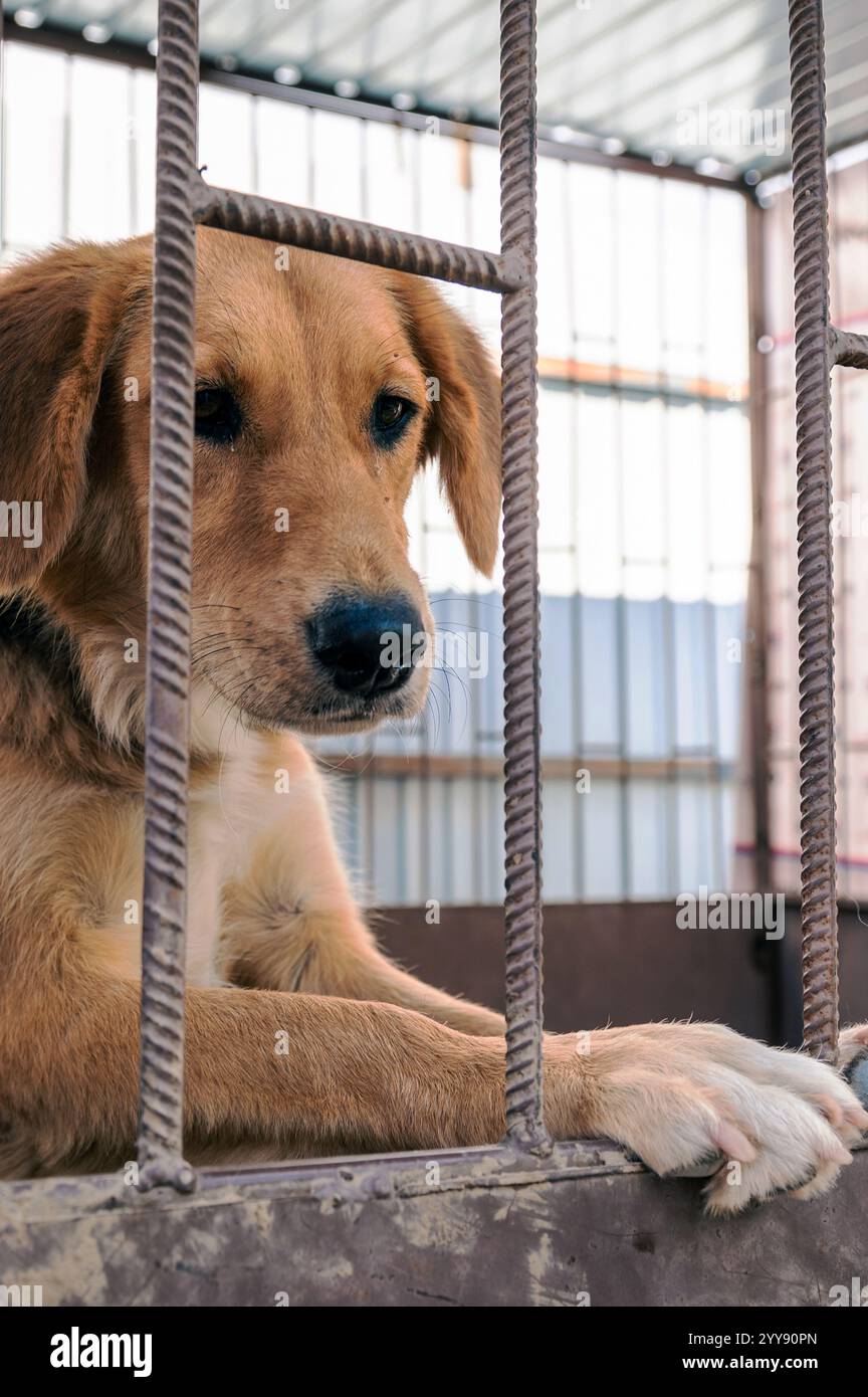 Dog in animal shelter waiting for adoption. Portrait of homeless dog in ...