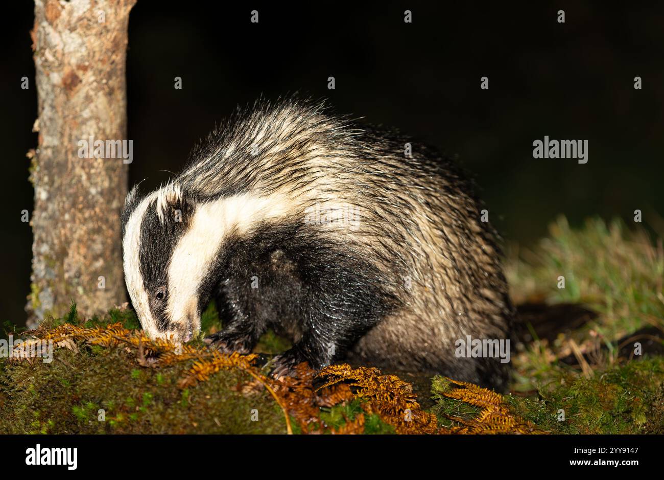 Badger, Scientific name: Meles Meles. Wild, native badger foraging for ...
