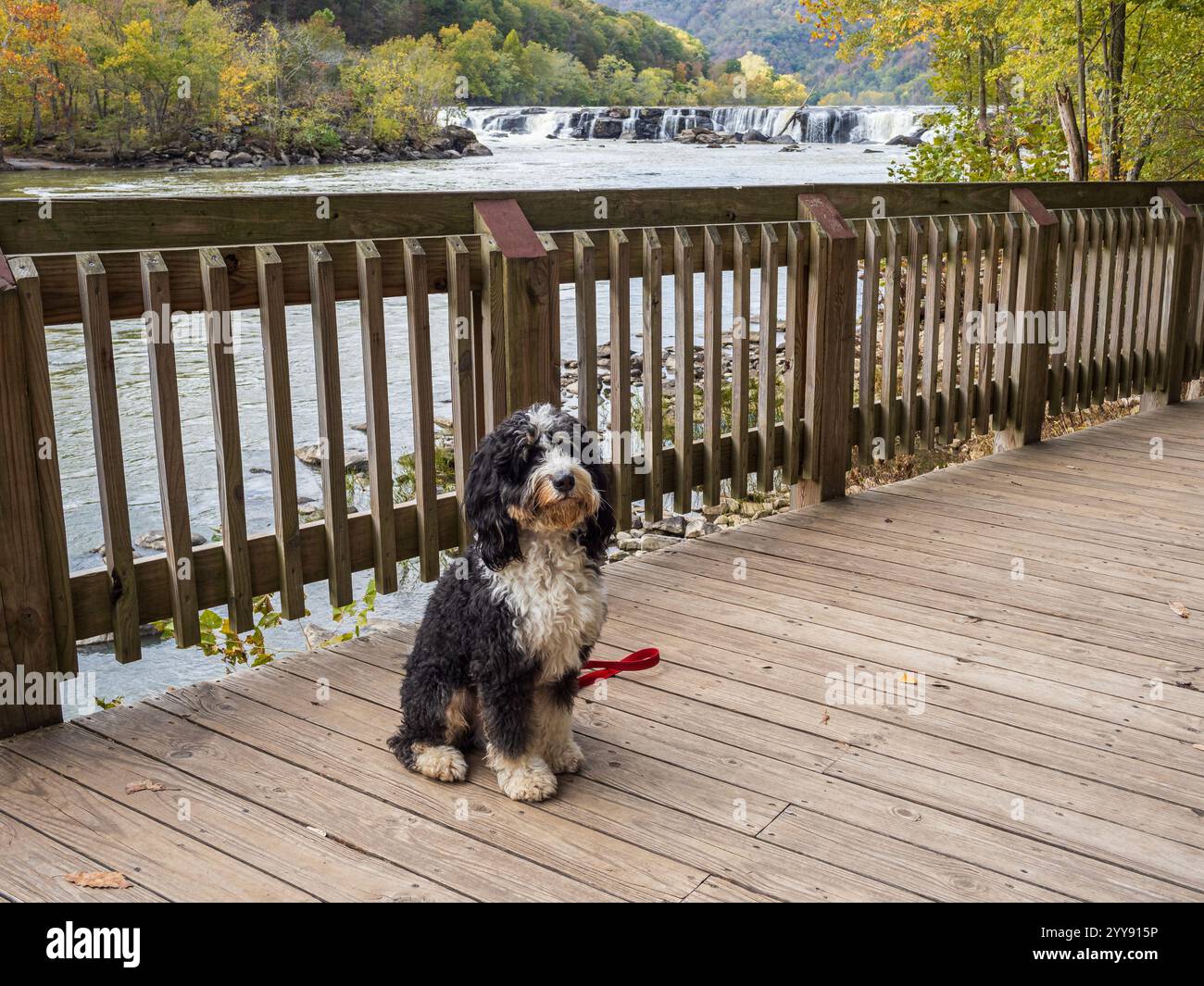 A Bernedoodle dog enjoys the scenic beauty of Sandstone Falls in New ...