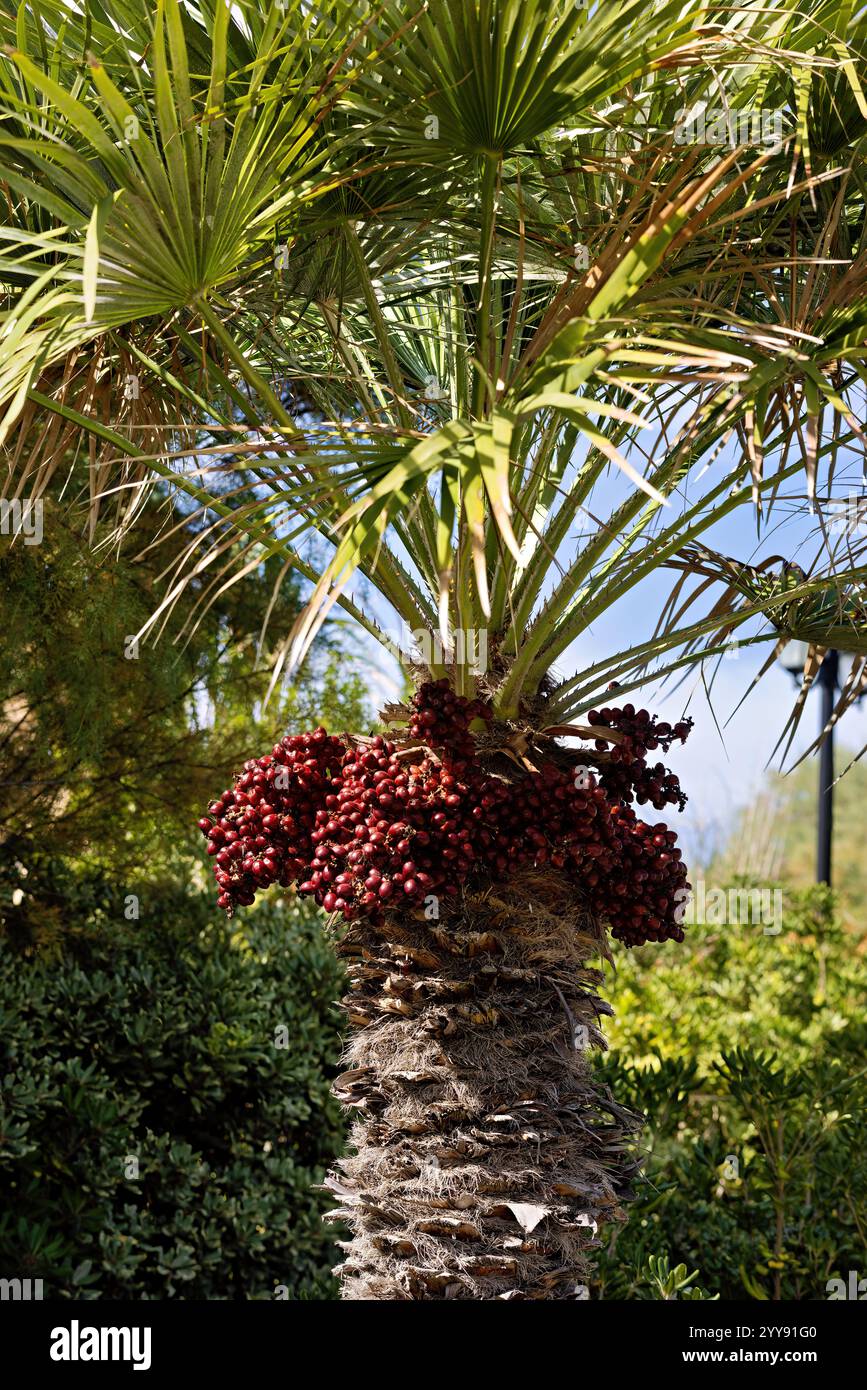 flowering palm tree with fruits on the island of Crete, Greece Stock ...