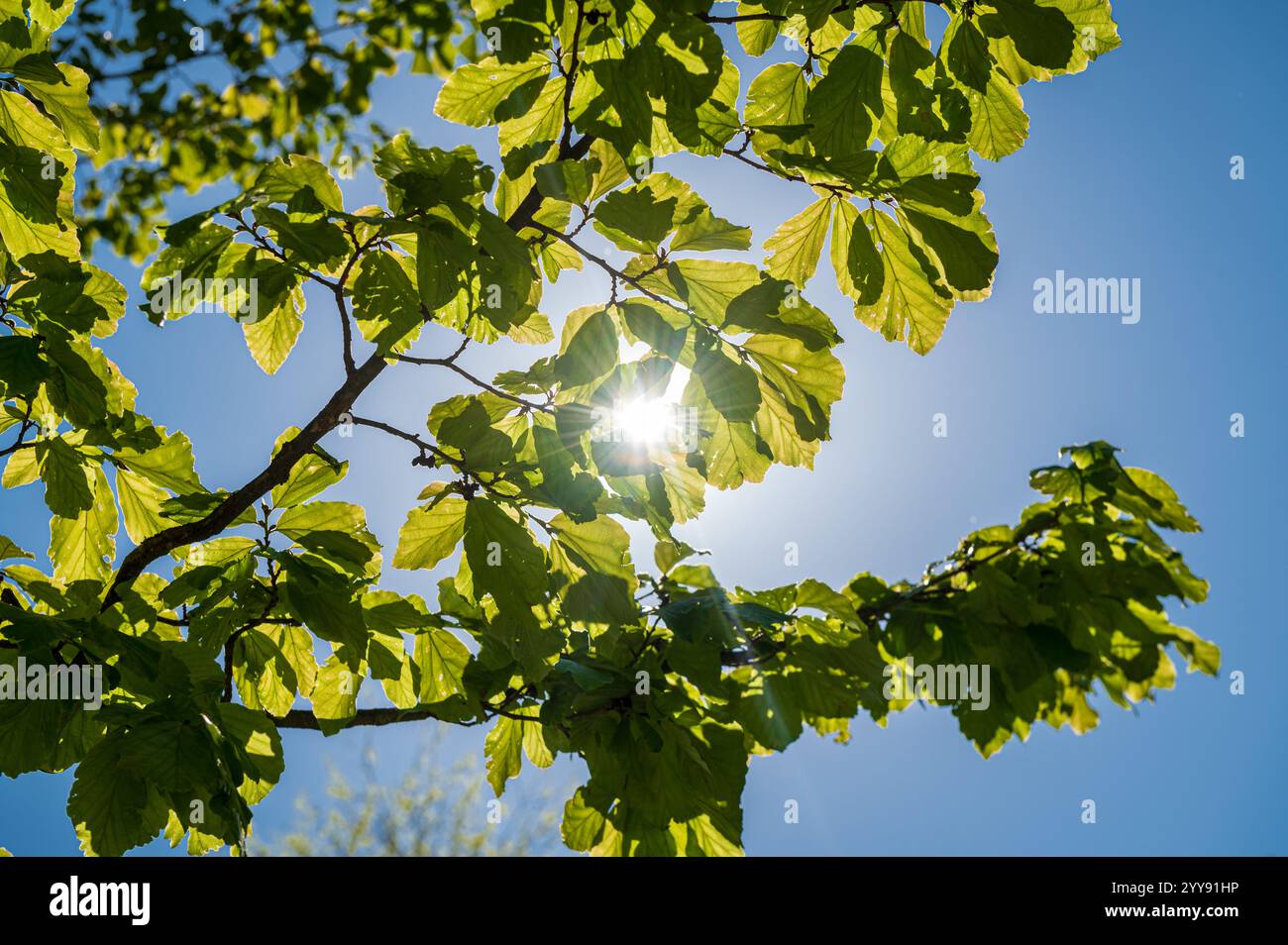 Sunbeam seen from low angle through green leaves, bright blue sky Stock ...