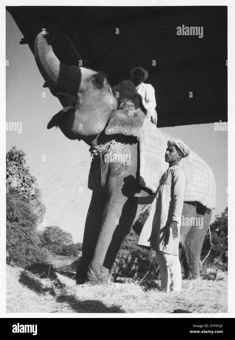 Man riding an elephant Black and White Stock Photos & Images - Alamy