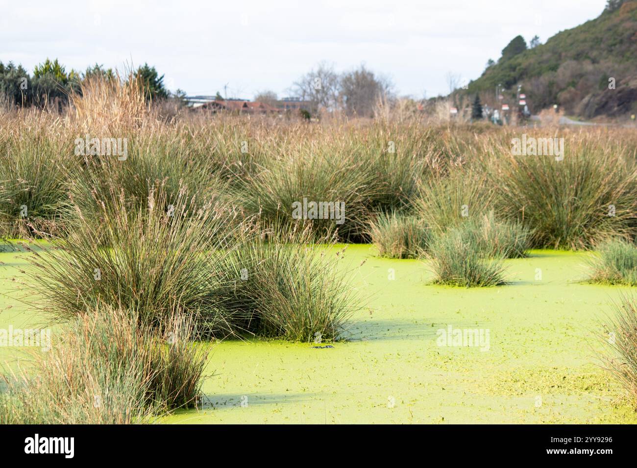 Puddle covered with moss. Natural area. Swamp. Green swamp and blue sky ...