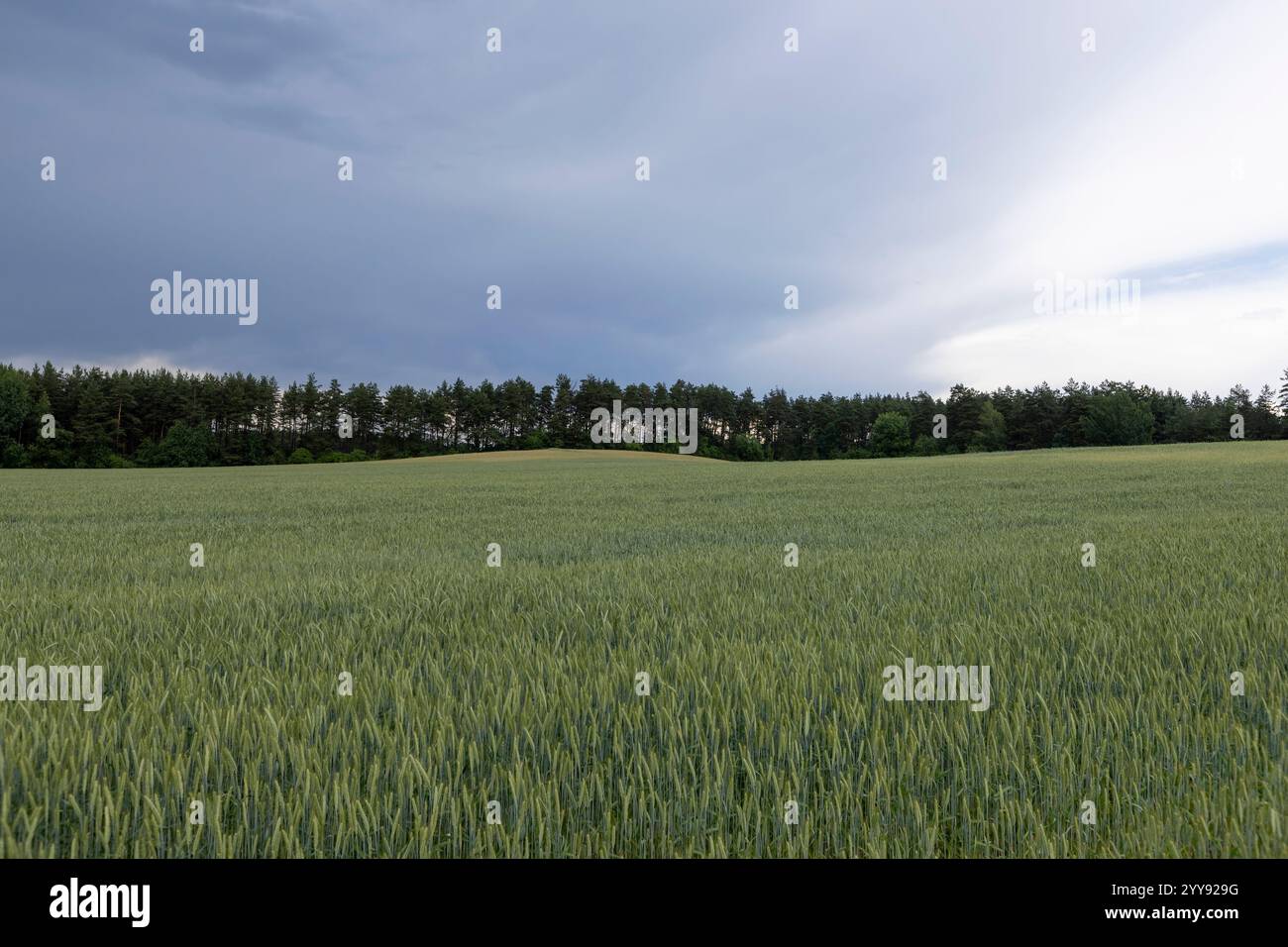 wheat field after a thunderstorm and rain, cloudy weather in a field ...