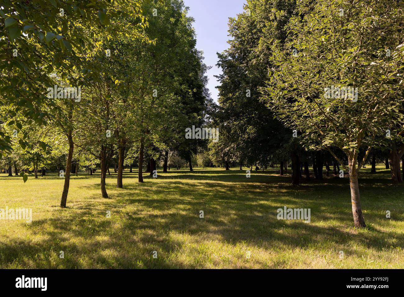 different deciduous trees in a mixed park in summer, trees of different ...