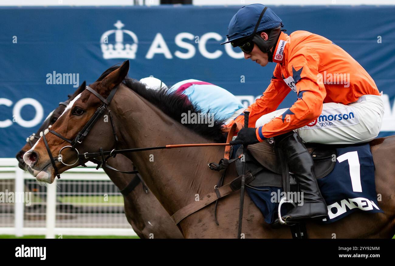 Belliano horse hi-res stock photography and images - Alamy