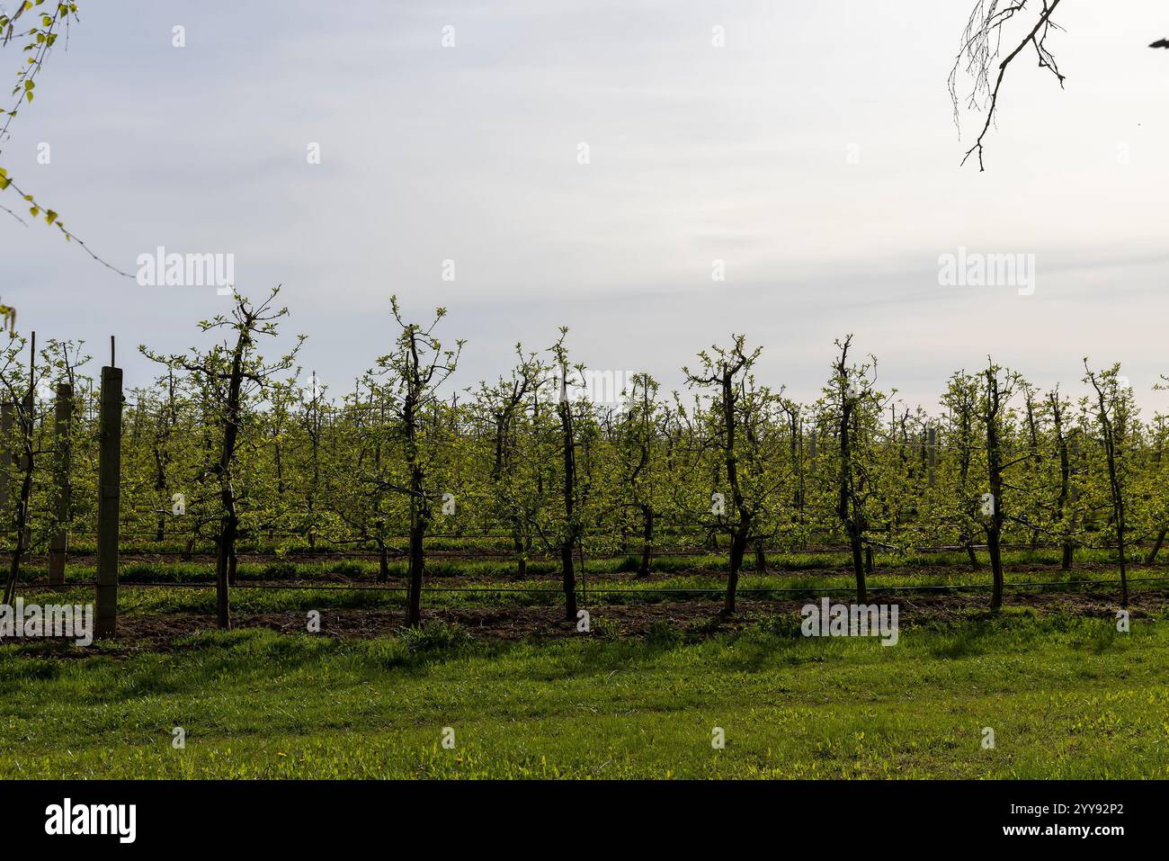 apple trees in the orchard, growing apples and other fruits on an ...