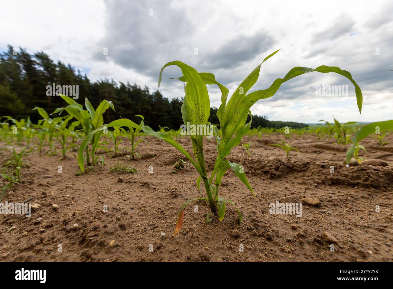 cornfield in cloudy weather, wet dirty corn in the ground after a ...