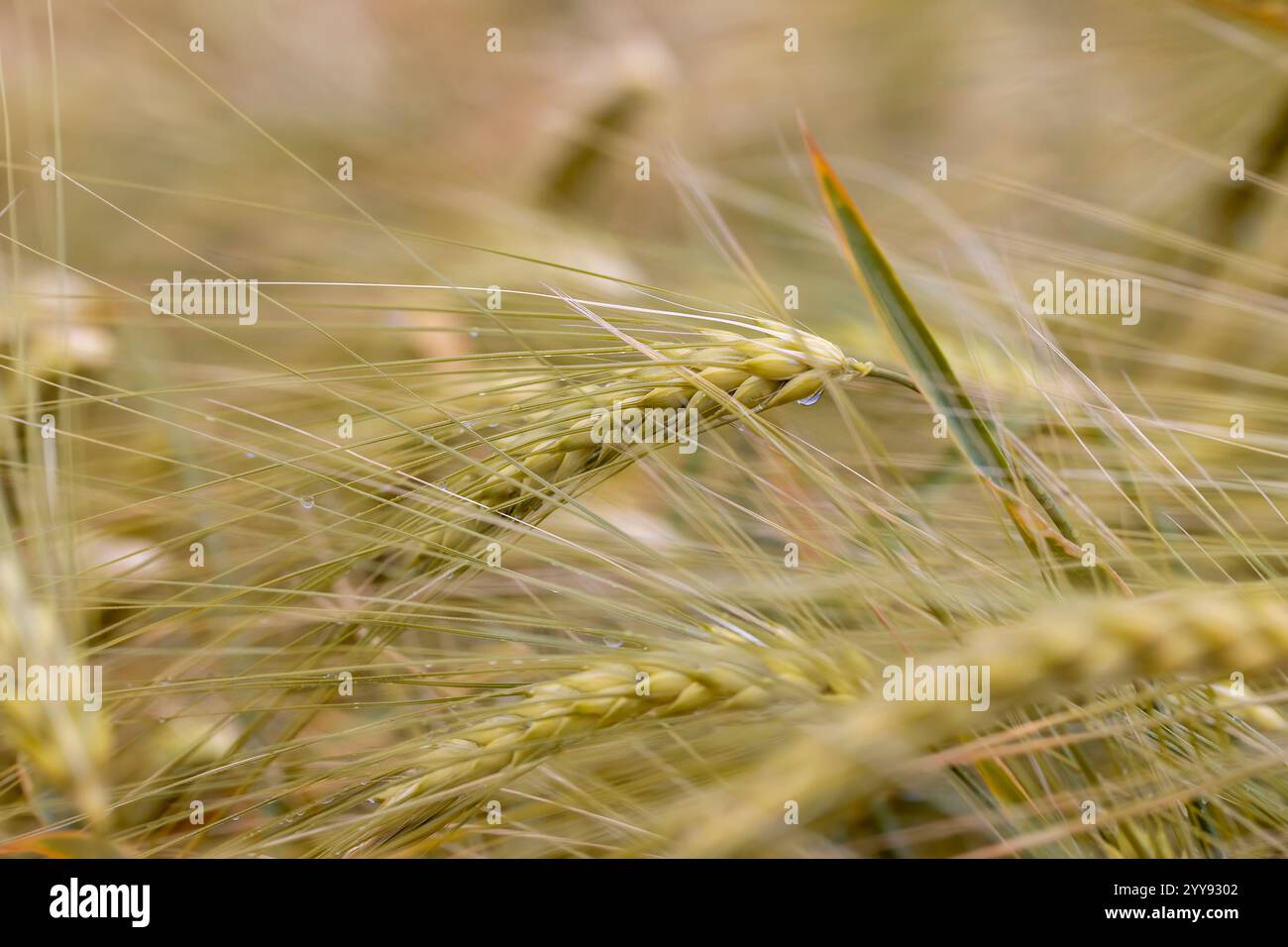 wheat field after a thunderstorm and rain, cloudy weather in a field ...