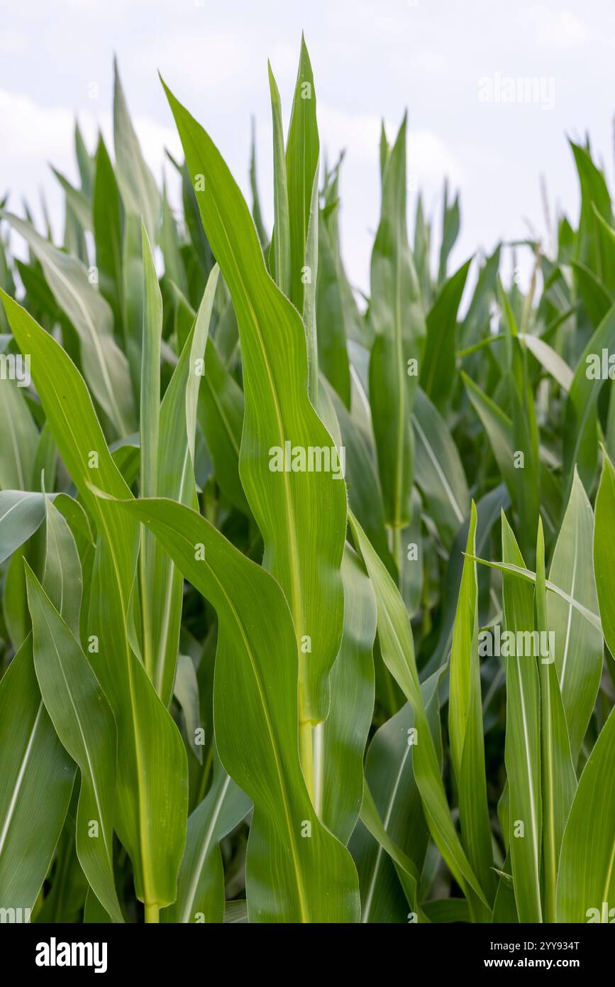 agricultural field with green corn, a large amount of sweet corn in the ...