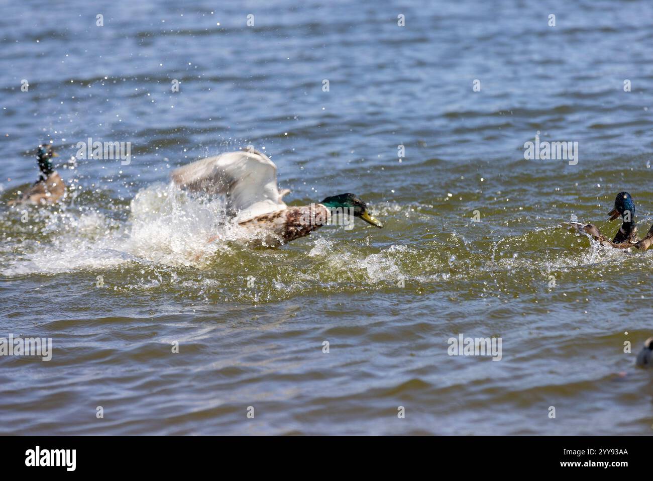 wild ducks fighting in a pond, ducks on a lake in sunny weather in ...