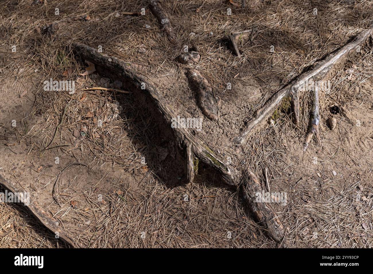 tree roots sticking out of the earth closeup , large tree roots that ...