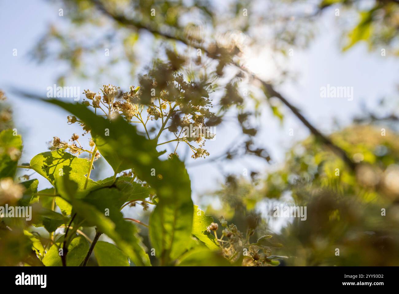 the green foliage of the maple tree in sunny weather, a beautiful maple ...