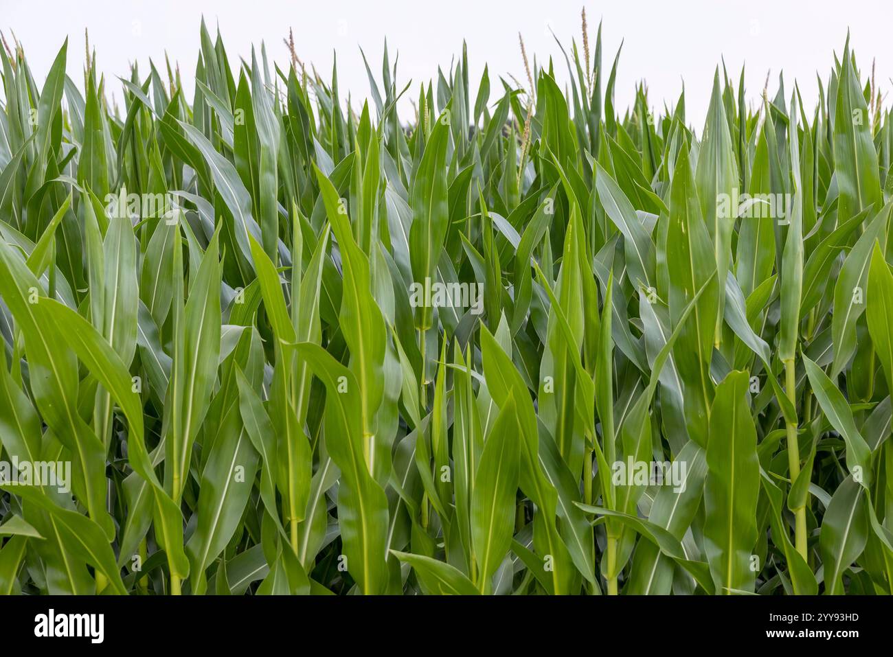Corn crops ripening in hi-res stock photography and images - Alamy