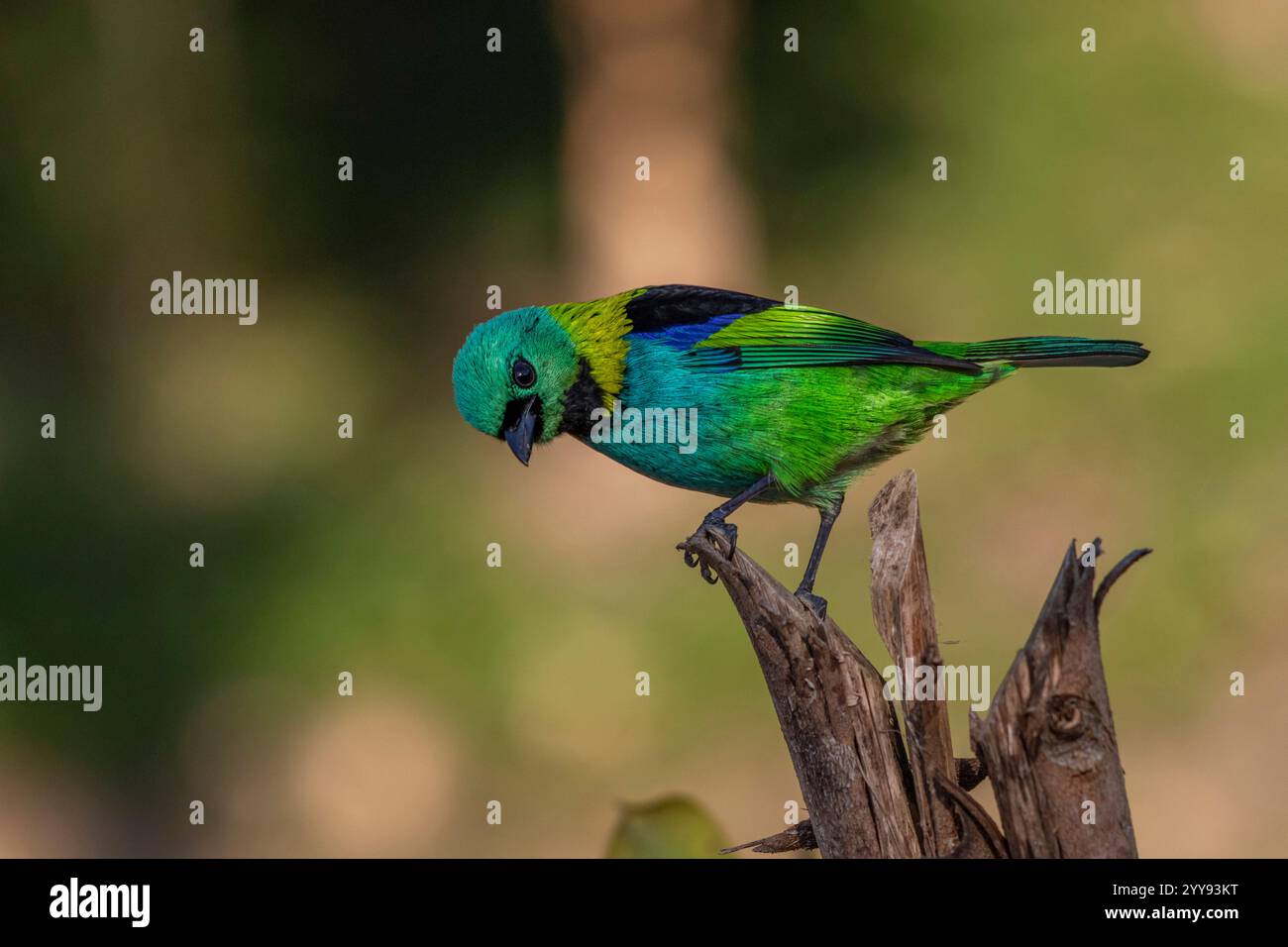 Green-headed Tanager or Saíra-Sete-Cores bird of the Atlantic Forest ...