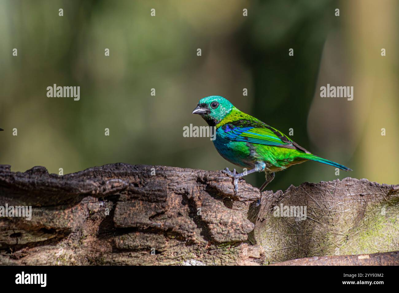 Green-headed Tanager or Saíra-Sete-Cores bird of the Atlantic Forest ...