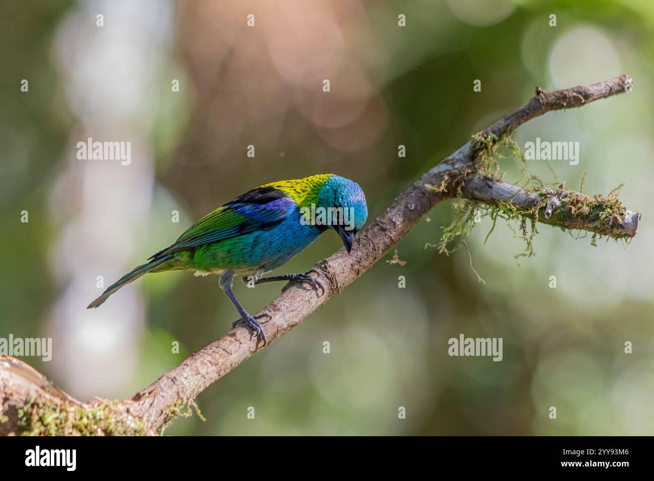 Green-headed Tanager or Saíra-Sete-Cores bird of the Atlantic Forest ...