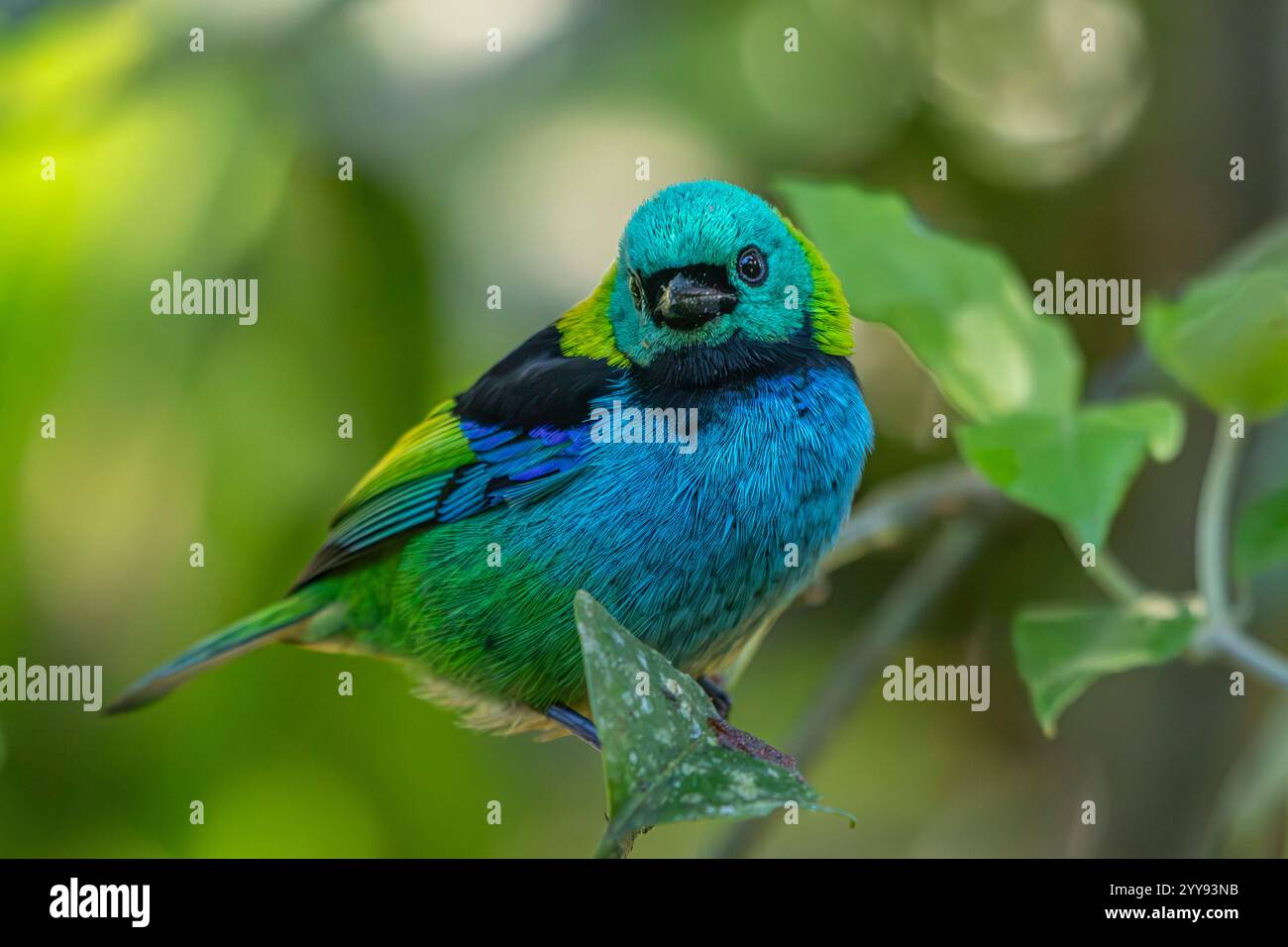 Green-headed Tanager or Saíra-Sete-Cores bird of the Atlantic Forest ...