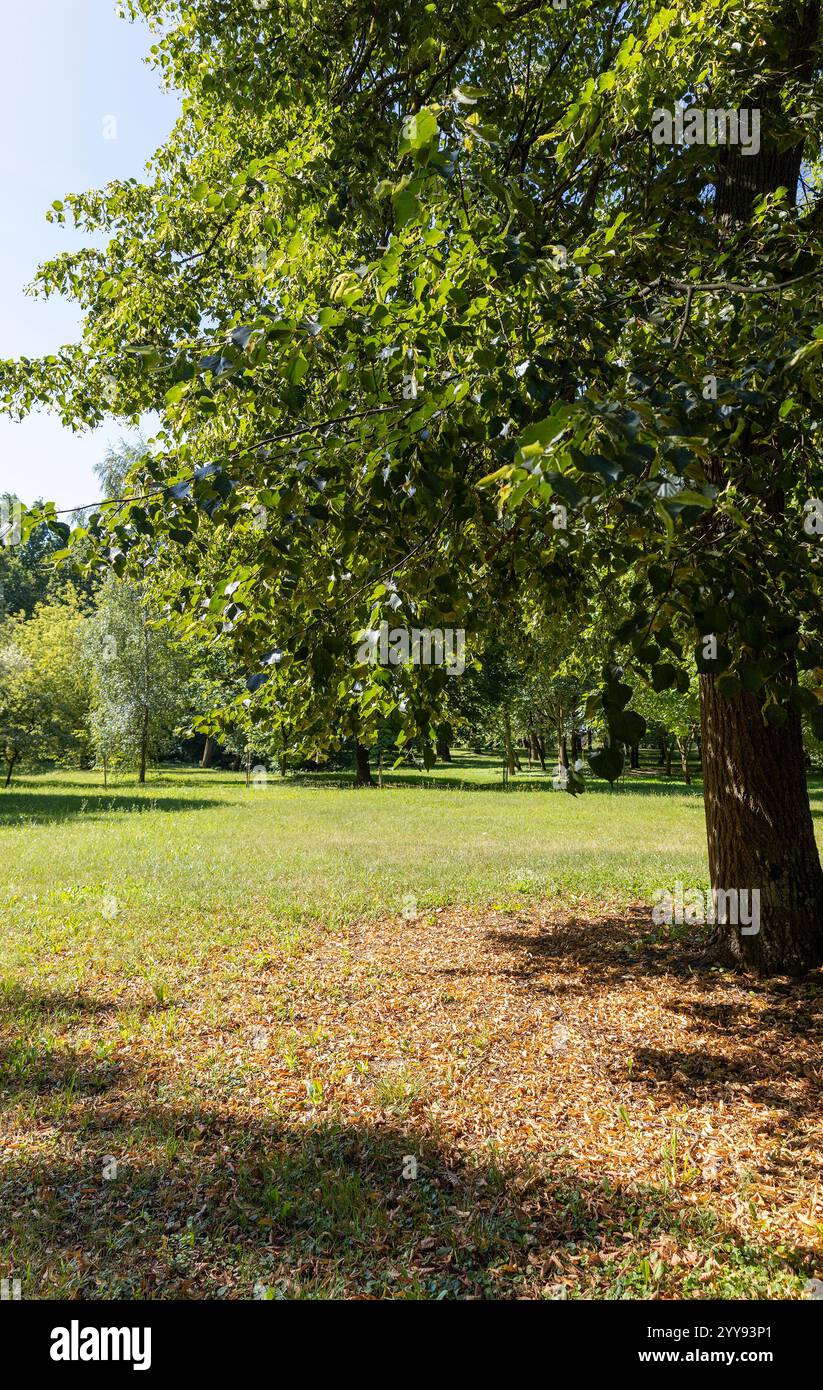 trees of different types growing in the park, different deciduous trees ...
