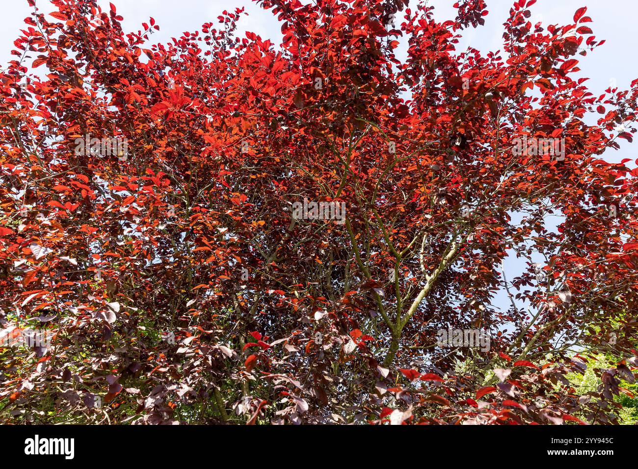 bright red foliage of trees in sunny weather, an unusual tree with red ...