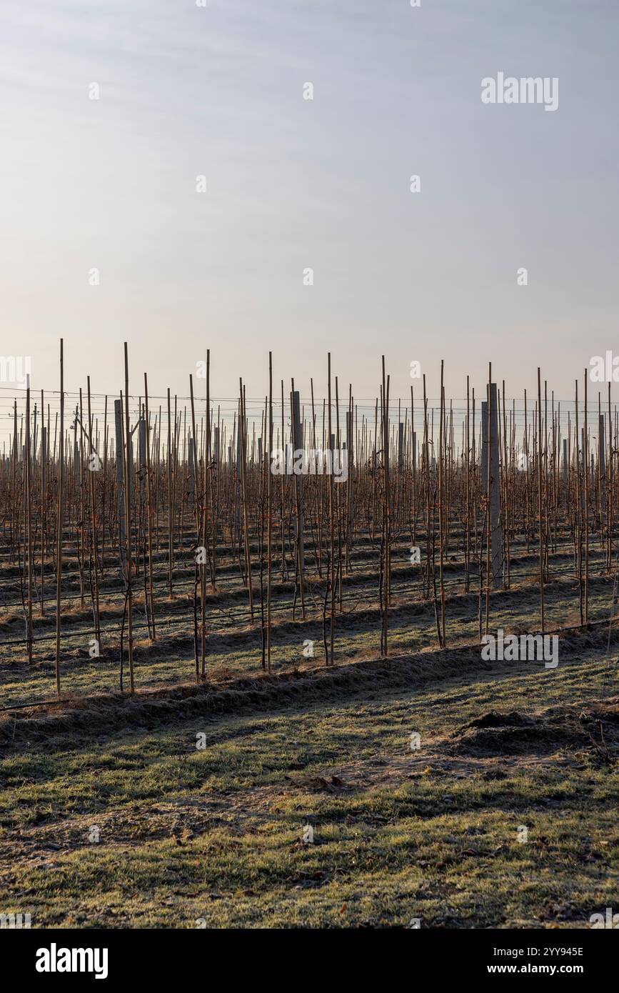 apple orchard in winter, young apple trees in the garden in a snowless ...