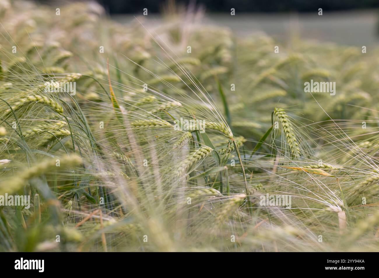 barley in cloudy weather, a field of barley in the daytime without ...