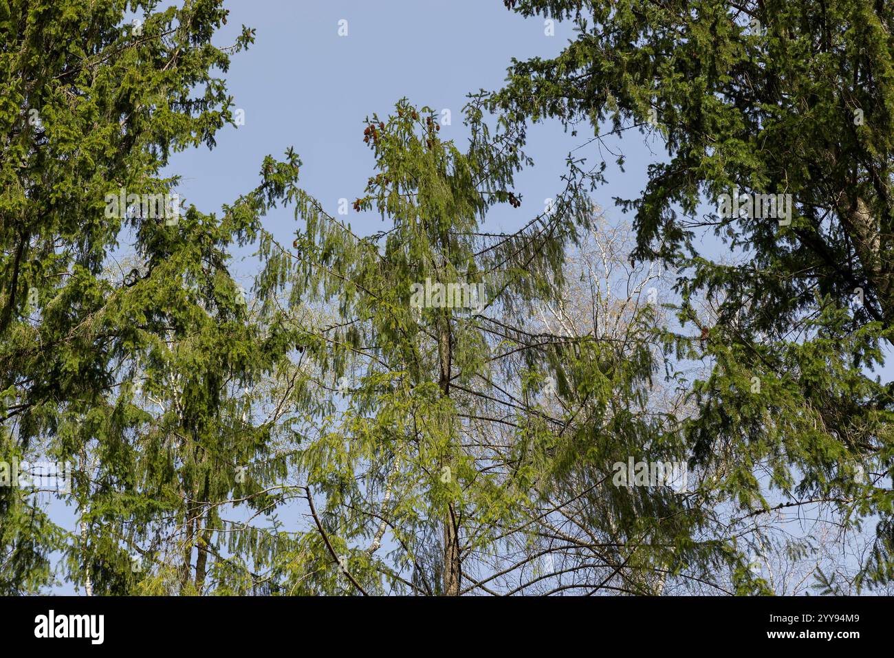 spruce forest with tall trees with sharp needles, spring spruce forest in Europe Stock Photo - Alamy