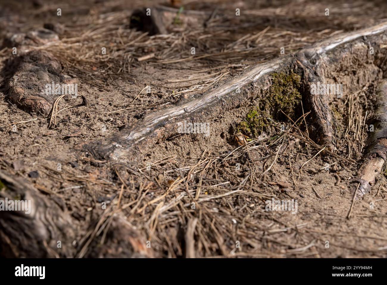 tree roots sticking out the earth in the forest, large tree roots that ...
