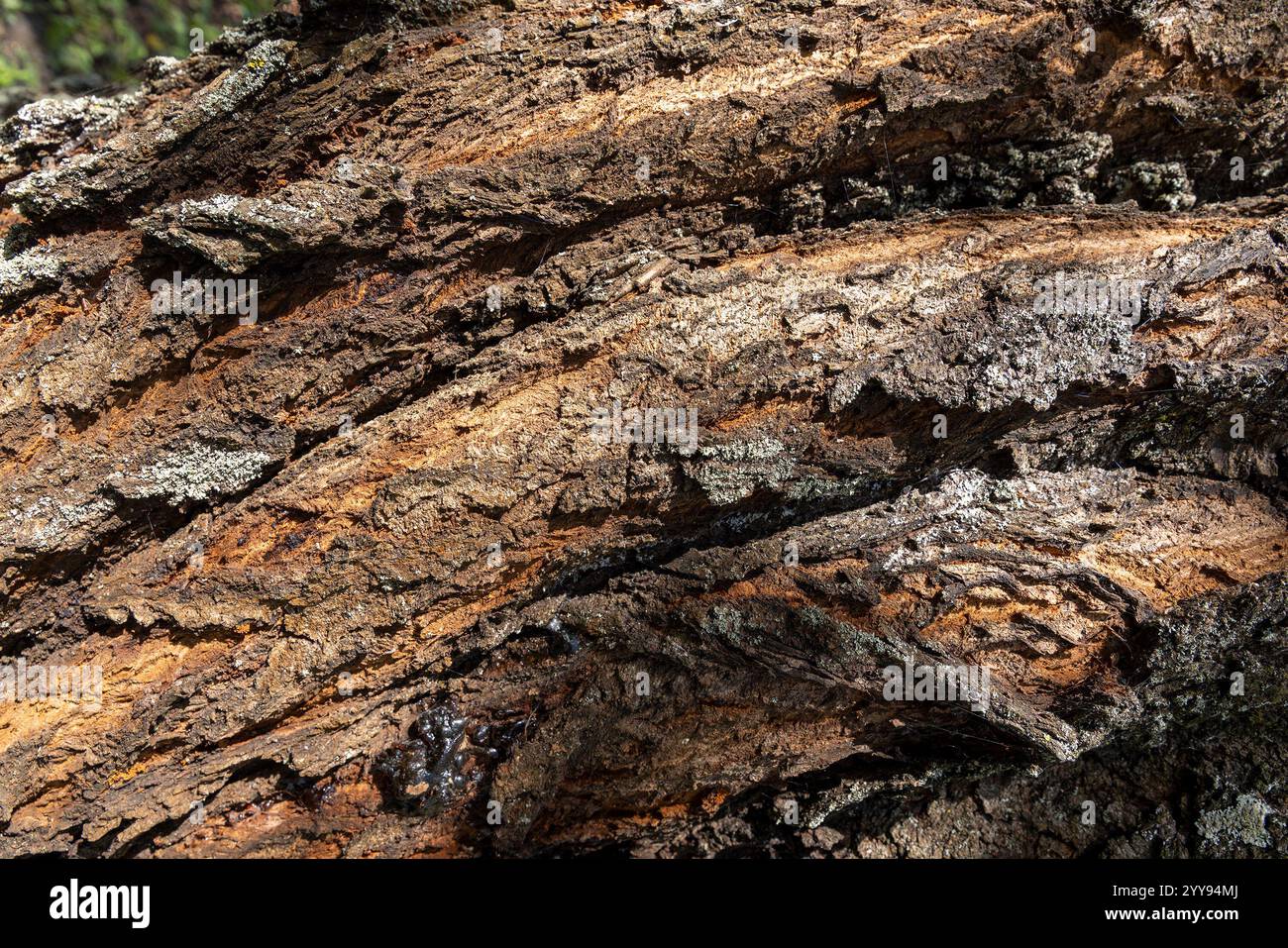 the bark of tree in closeup, part of the bark of an old cherry tree ...