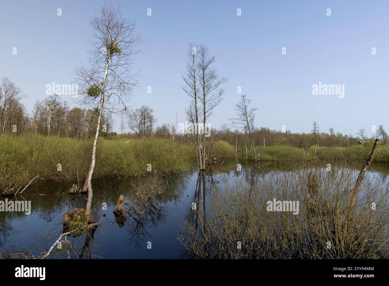 a swampy area with trees and shrubs, a swamp in spring against a blue ...