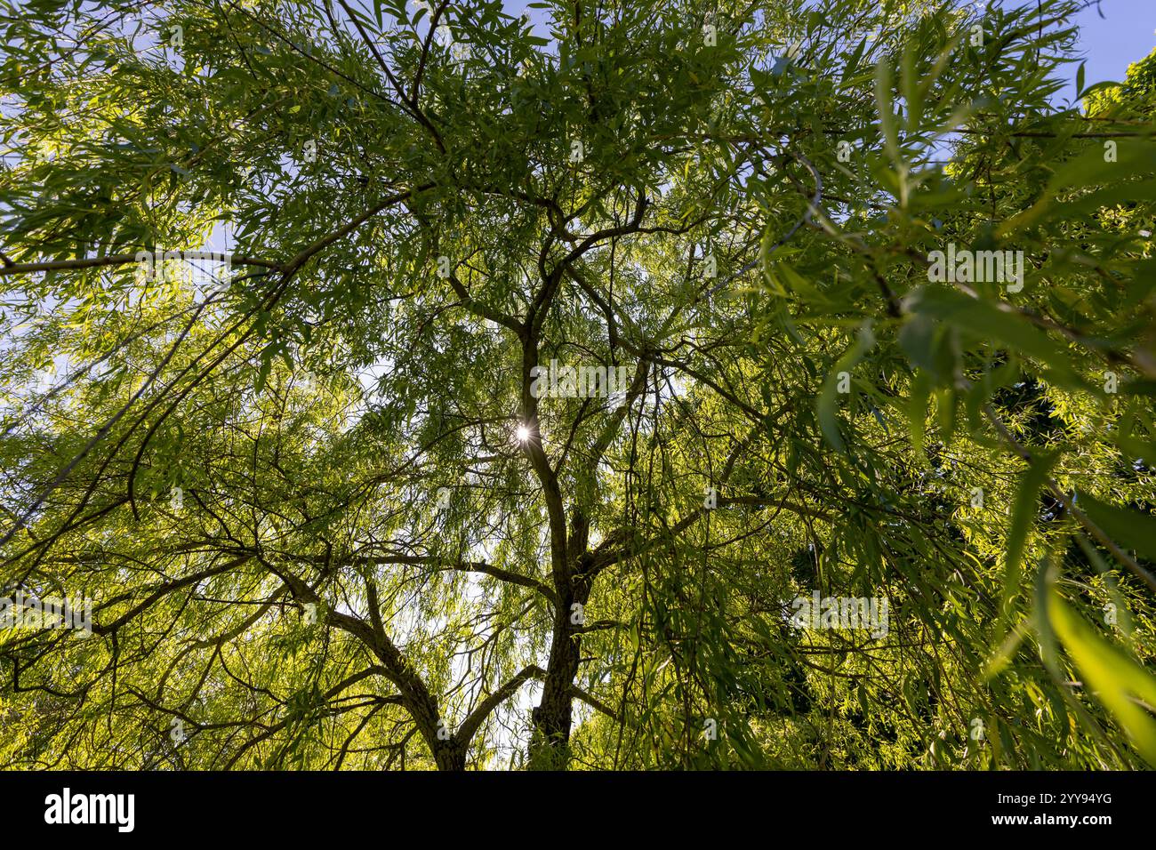willow tree with green foliage in spring, deciduous willow tree in ...
