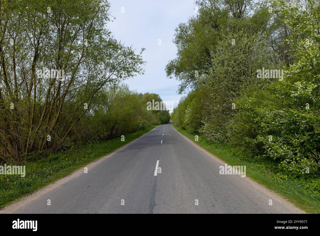 paved highway in the forest with deciduous trees in cloudy weather ...