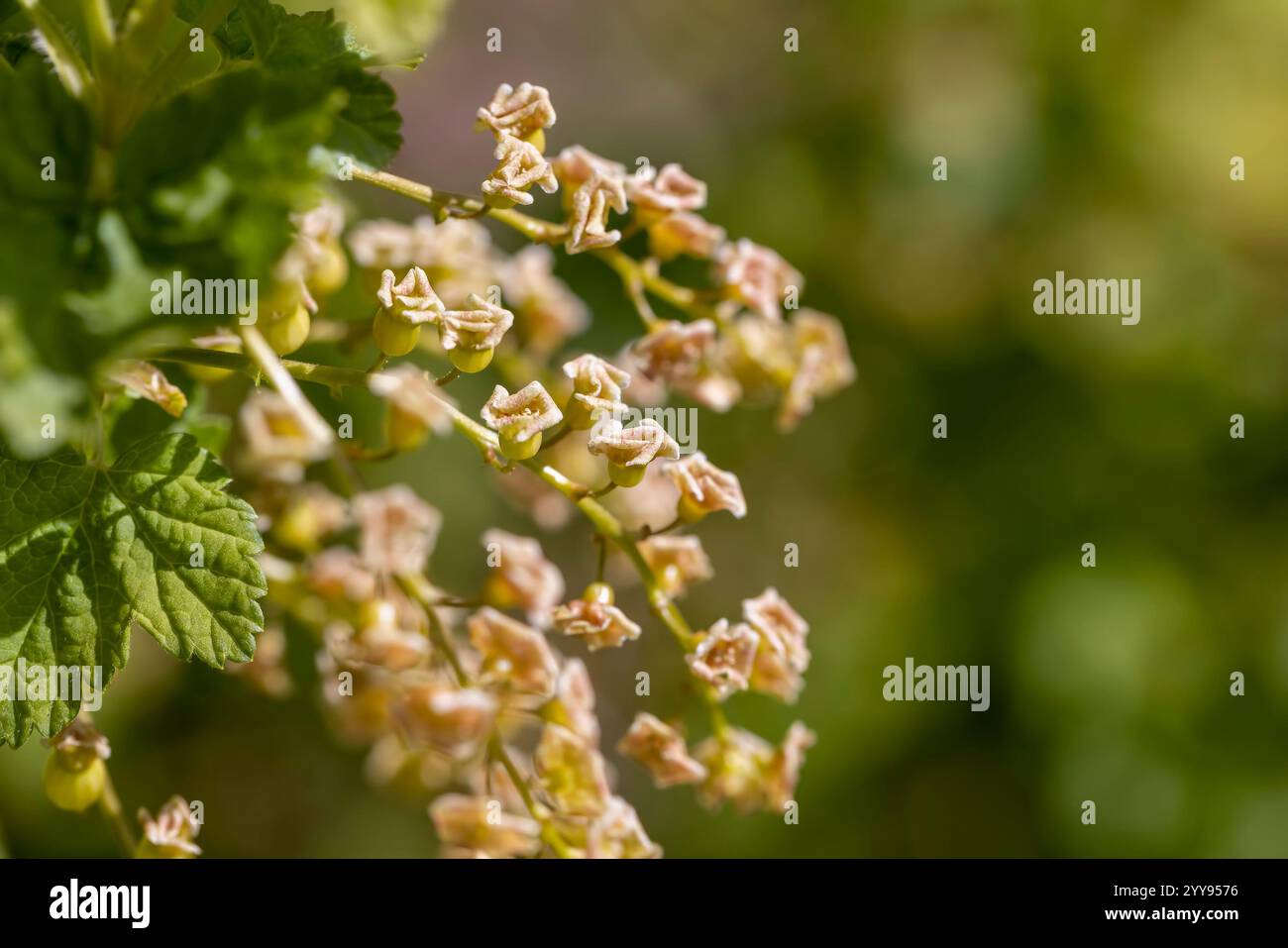 flowering gooseberry bushes in May against a blue sky background ...