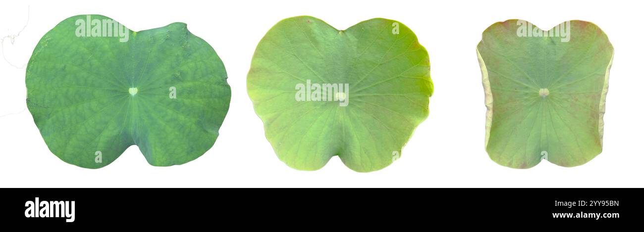 Garden paths design Cut Out Stock Images & Pictures - Alamy