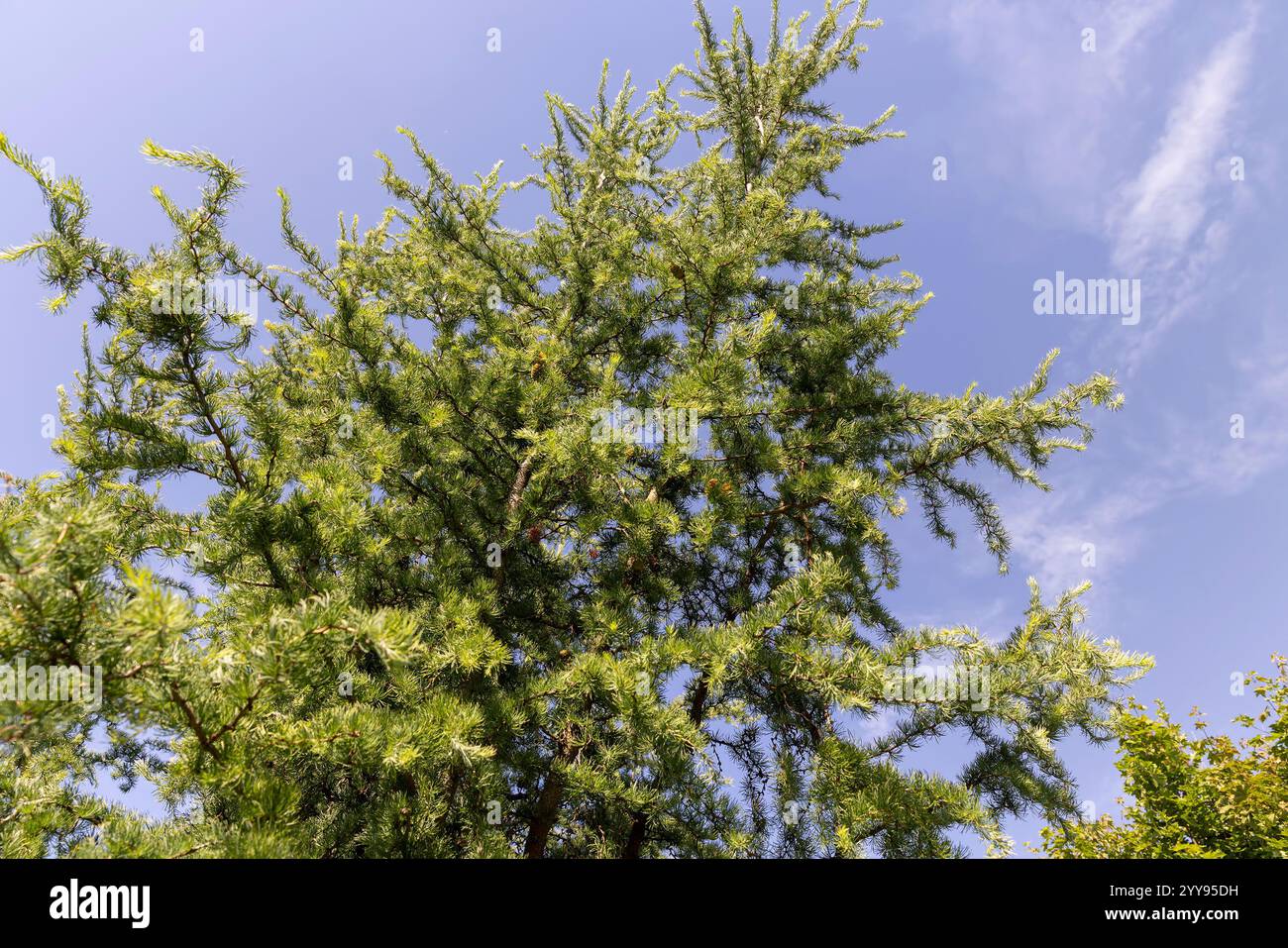 larch needles in the summer, green larch needles on a blue sky ...