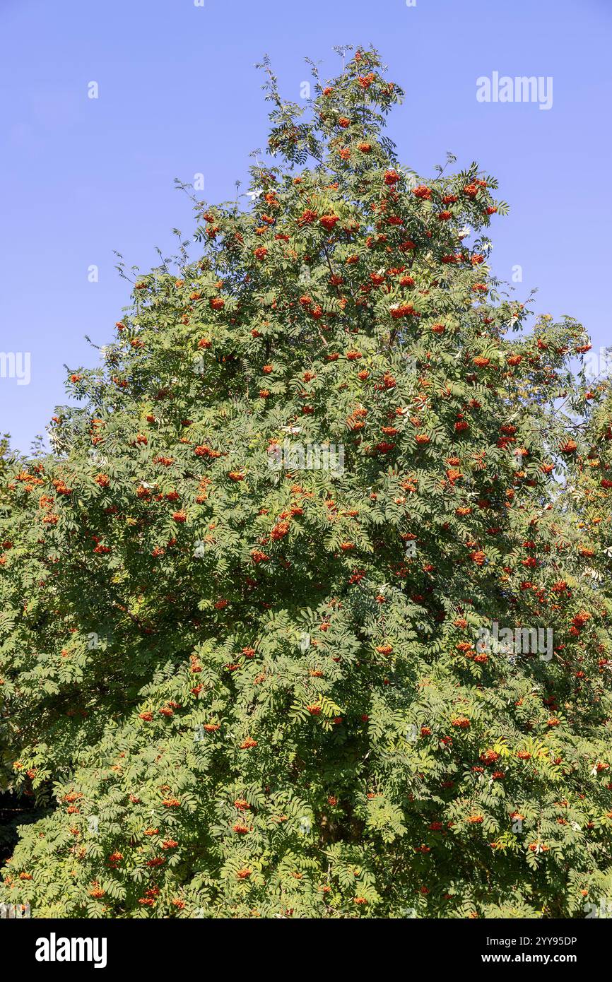 a rowan tree with fruits in the autumn , the color of the rowan foliage ...